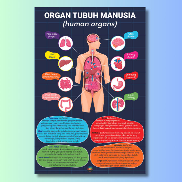 Poster ORGAN TUBUH MANUSIA Edukasi Sekolah Pendidikan Anak TK PAUD SD Alat Peraga | Lazada Indonesia