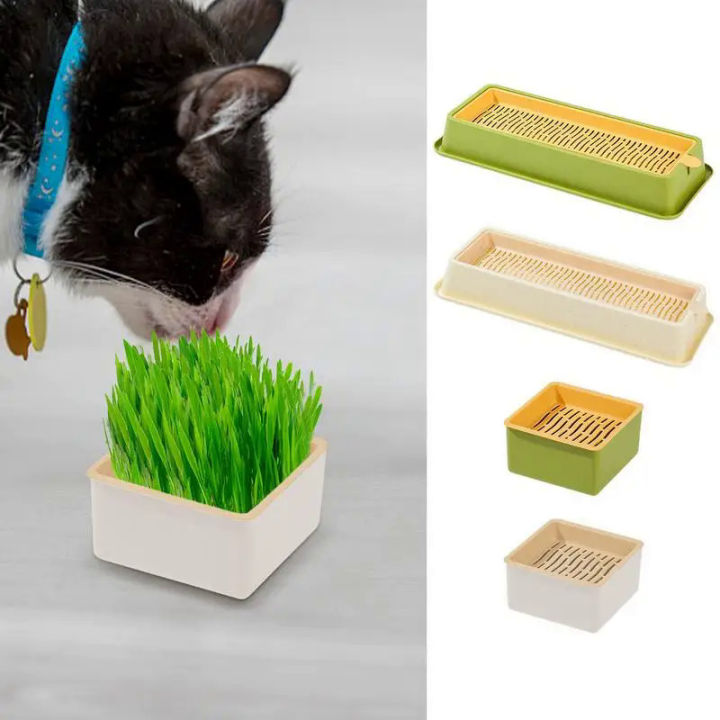 Kucing rumput tumbuh Kit Cat Sprout Dish Growing Pot lapisan kucing ...