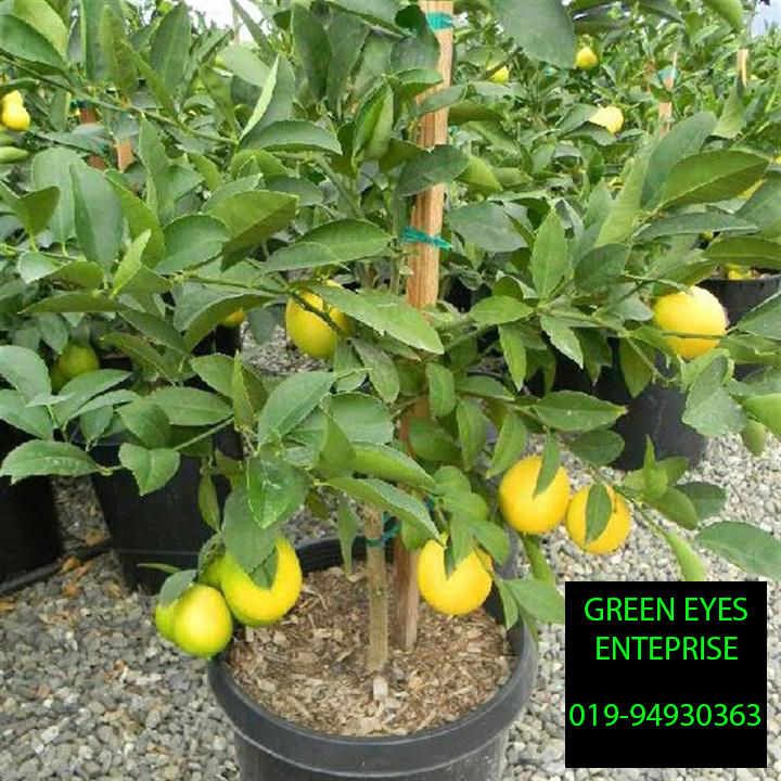 Pokok Lemon Australia | Lazada