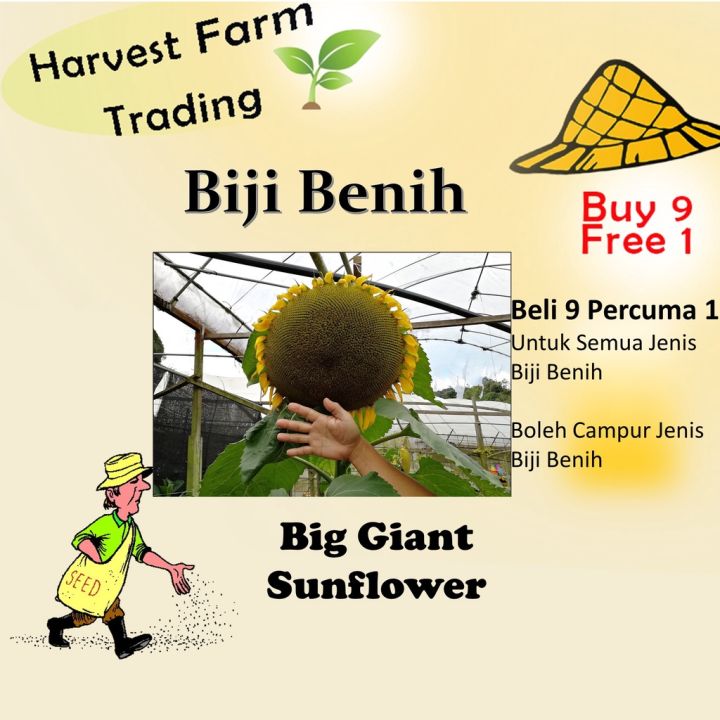 Seeds Biji Benih Bunga Matahari Giant Big Giant Sunflower Seeds Benih ...