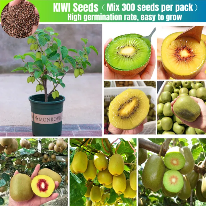 [Easy To Grow In Singapore] 300pcs Edible Dwarf Kiwi Seeds Golden Kiwi ...
