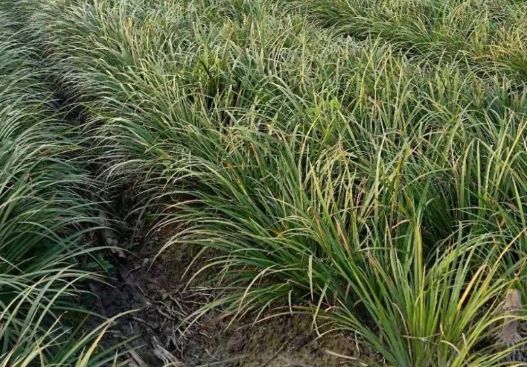 Acorus acorus rising aquatic plant wetland green evergreen colored leaf ...