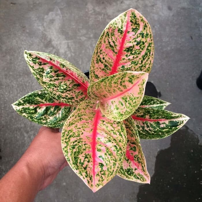 BONGGOL Tanaman Hias Aglonema Widuri Tulang Merah - Aglonema Widuri ...