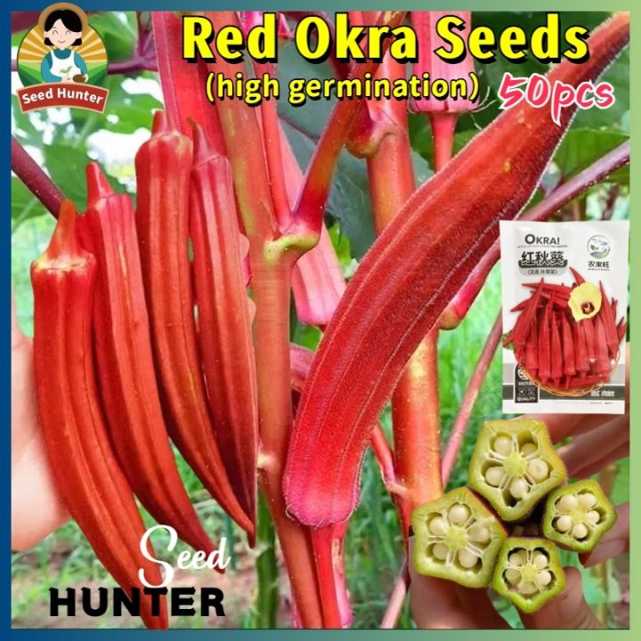 Fresh Red Okra Seeds for Planting Vegetables (Fast Growing 50 Seed ...