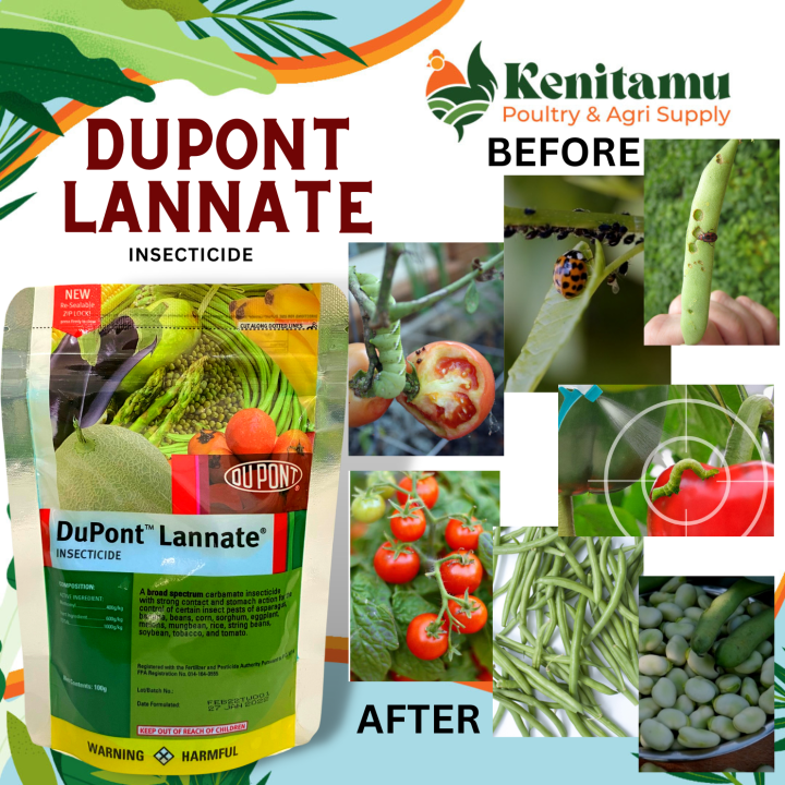 DUPONT LANNATE (INSECTICIDE) 100grams | Lazada PH