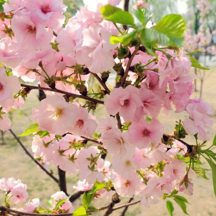 Sakura Seeds for Planting Japanese Cherry Blossoms Flower Seeds | Lazada