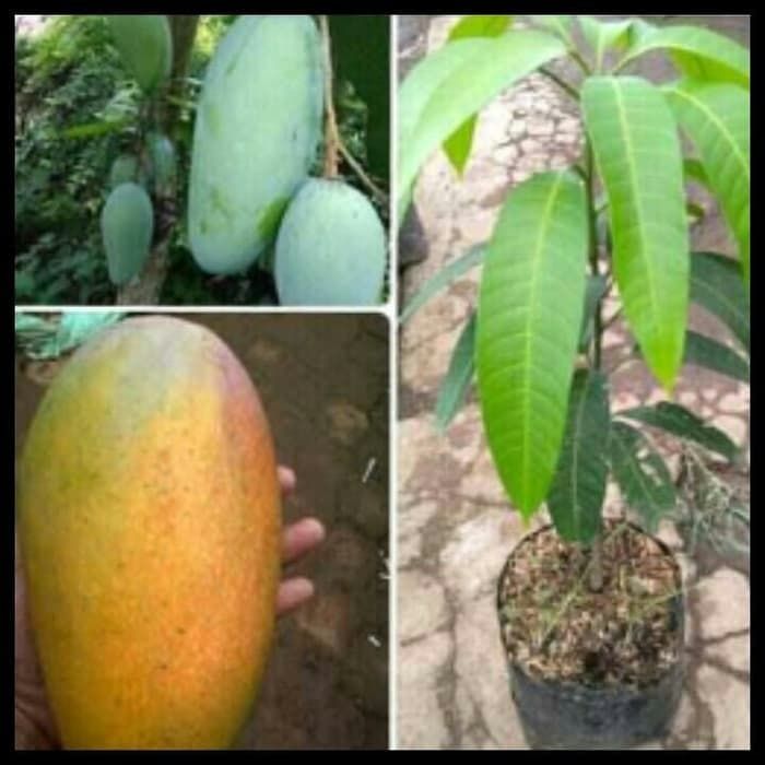 Bibit Tanaman Mangga Kiojay Ungul Pohon Mangga Kiojay Jumbo Kio Jay ...