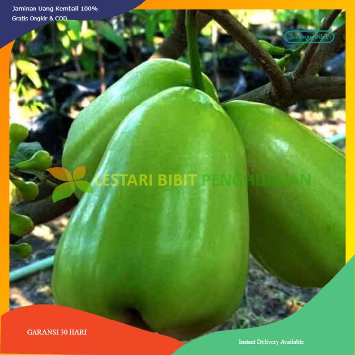 Bibit Tanaman Jambu Air Taiwan Super Green - TSG Jumbo Hasil Stek ...