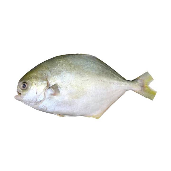 Frozen [Cleaned] White Pampano (400-500g) | Lazada PH