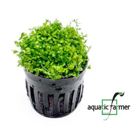 [SG READY STOCKS Live Aquatic Plant] Micranthemum sp Monte Carlo potted ...