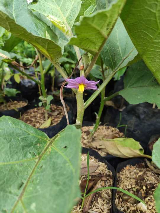 Pohon terong ungu panjang - bibit tanaman buah sayuran cepat berbuah ...