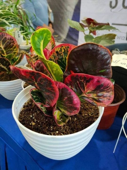 Thai Crotons Rare Plant with FREE plastic pot and garden soil (plant ...