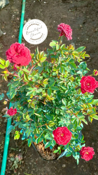 Rose Live Plant Red Flower Pitti MIni with FREE plastic pot, and garden ...