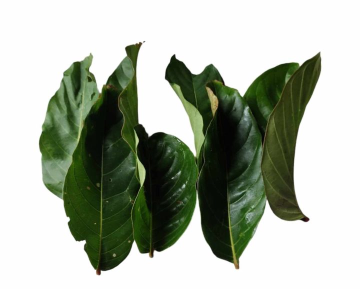 LLC ORGANIC FRESH BANABA LEAVES 100G | Lazada PH