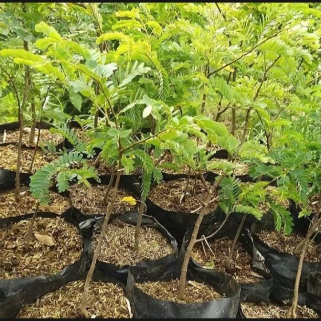 bibit pohon asem Jawa / tanaman asem Jawa / asem Jawa / asem jawa bahan ...