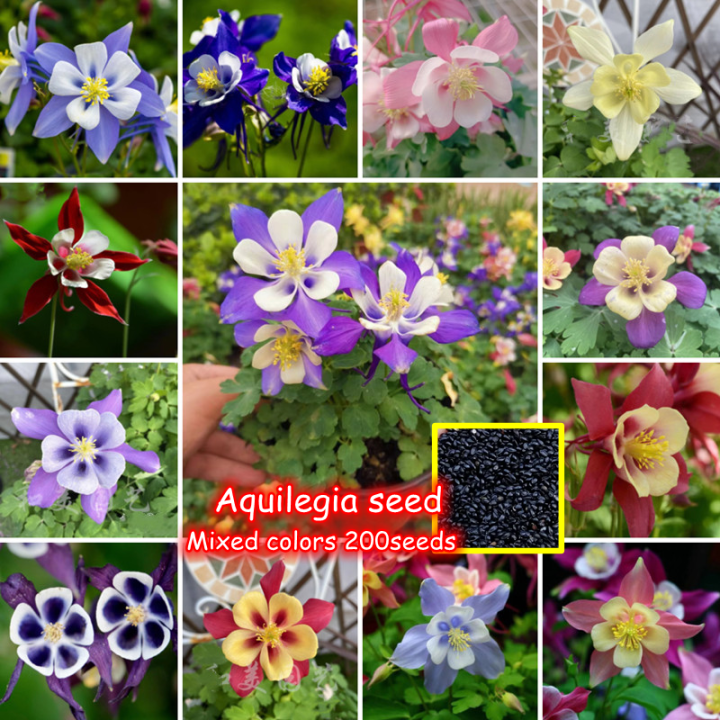 [Fast Germination] Aquilegia Seeds Columbine Seeds (Mixed Colors 200 ...