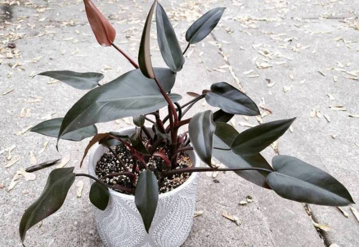 Tanaman Hias Philodendron Black Cardinal/Philodenderon Ati | Lazada ...