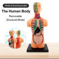 3D Human Body Model Removable Skeleton Organs Structural For Anatomical ...