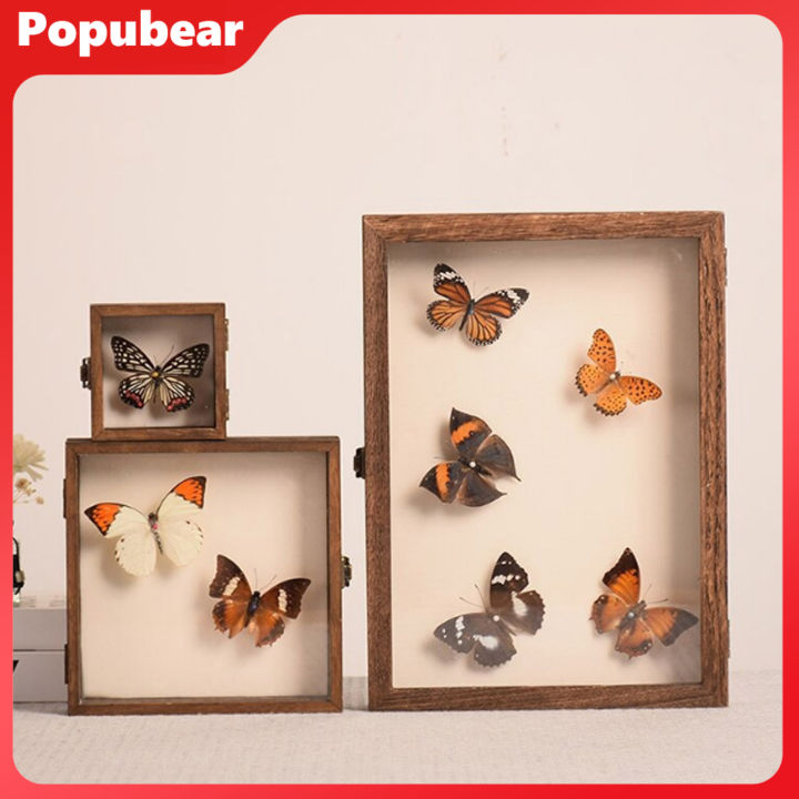 High-Visibility Display Box Large Insect Shadow Box Wood Construction ...