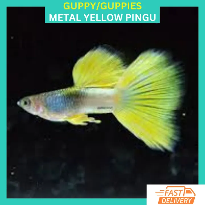 RFA High Grade Metal Yellow Pingu Guppy Ikan Hidup Guppy | Lazada