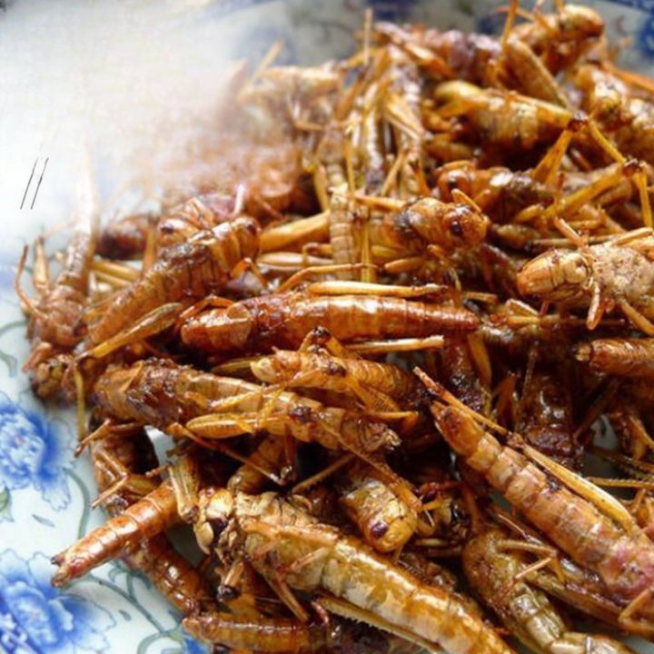 Fresh Fried Grasshopper Instant Grasshopper Snacks with Wings Flying ...