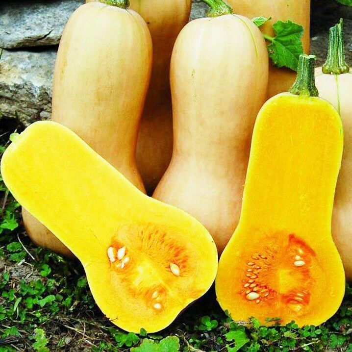 10g the cheapest potato pumpkin butternut varieties 3 easy to grow ...
