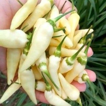 70 Biji Benih CILI PUTIH SABAH (Ladaputih)♬ | Lazada