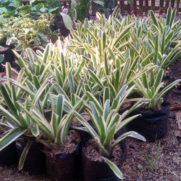 tanaman hias bromelia jagung / bromelia kuning | Lazada Indonesia