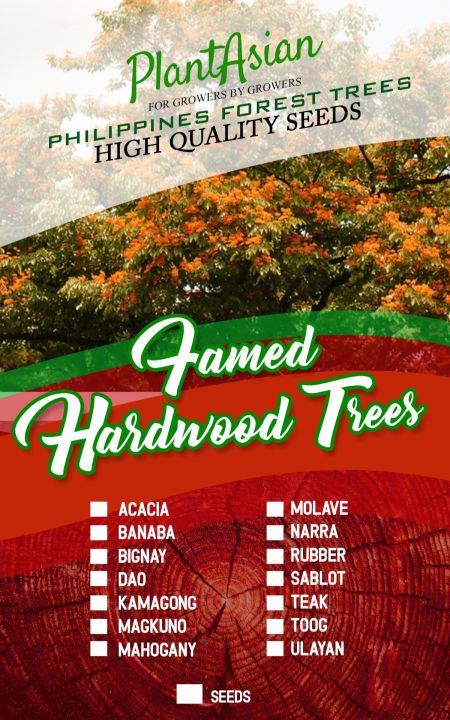 ACACIA AURI TREE SEEDS 20 seeds | Lazada PH