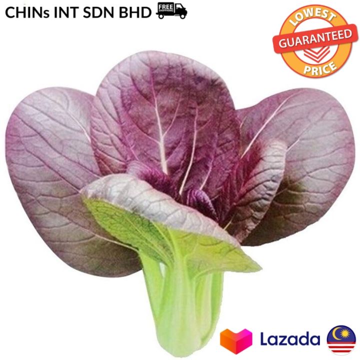 Dark Purple Leaf Bok Choy Pak Choi Seeds/ Pak Choy Ungu | Lazada