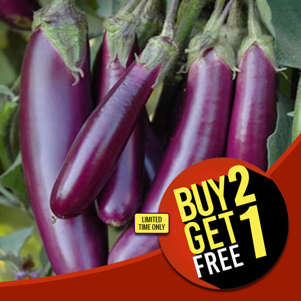 Long Purple Claveria Eggplant Seeds Talong Seeds - Claveria Long Purple ...