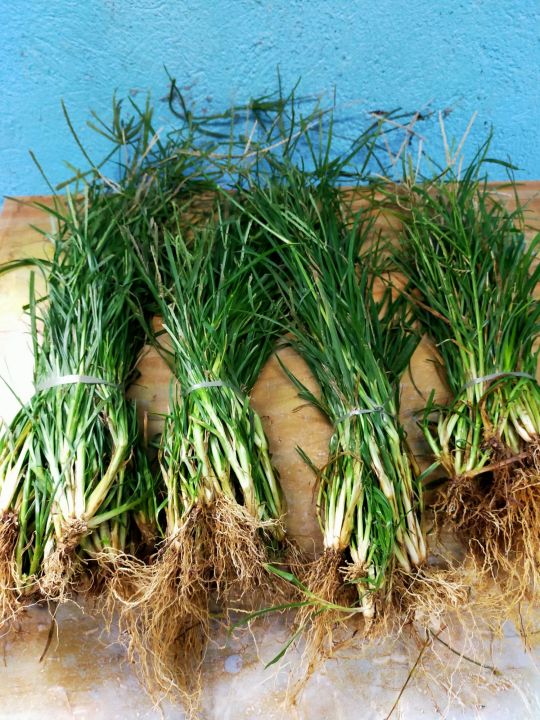 Fresh Paragis whole plants ( 25 strips) - Luzon Area Only | Lazada PH