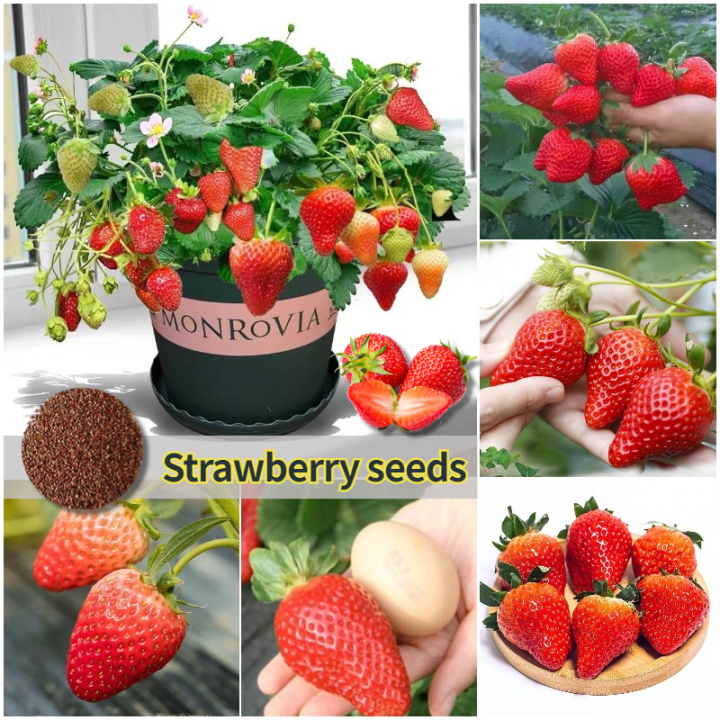 [100% Original Seed] High Quality Fresh Strawberry Growing Seeds Hybrid ...