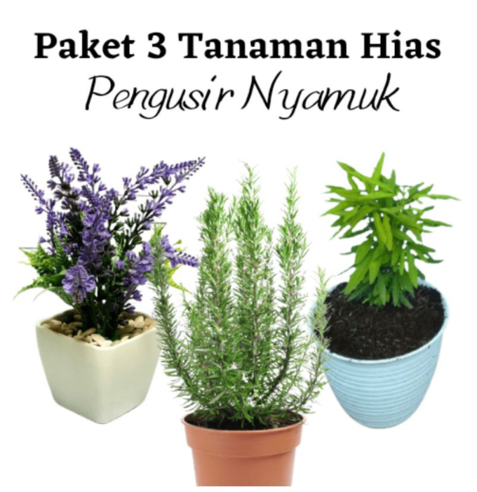 Paket 3 Tanaman Pohon Anti Nyamuk / Tanaman Lavender / Pohon Zodia / Tanaman Rosemary | Lazada ...