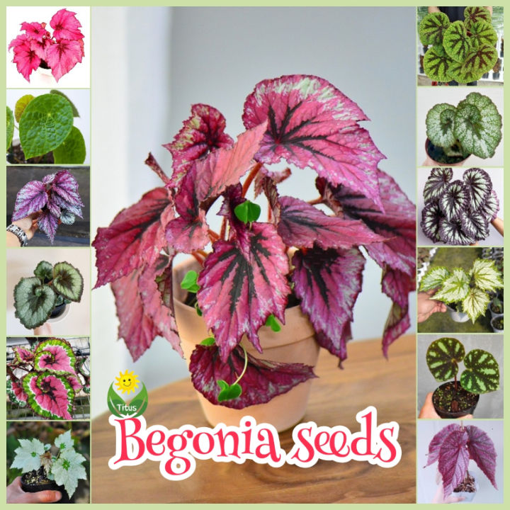 100% Original Assorted Begonia Seeds for Sale (50pcs - Mixed Color ...