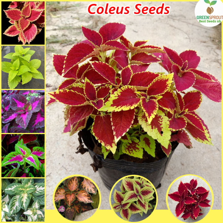 100% Original Coleus Seed (Perilla Blumei) Assorted Flower Seeds for ...