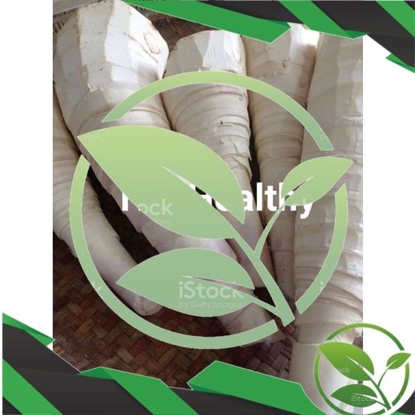 1KG Rebung Bambu Muda Asli Segar Rebung Sayur | Lazada Indonesia