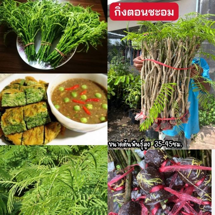 ต้นชะอม กิ่งตอน ยอดชะอมช่วยลดความร้อนในร่างกายได้ · ผักรสมันอย่างชะอมมี ...