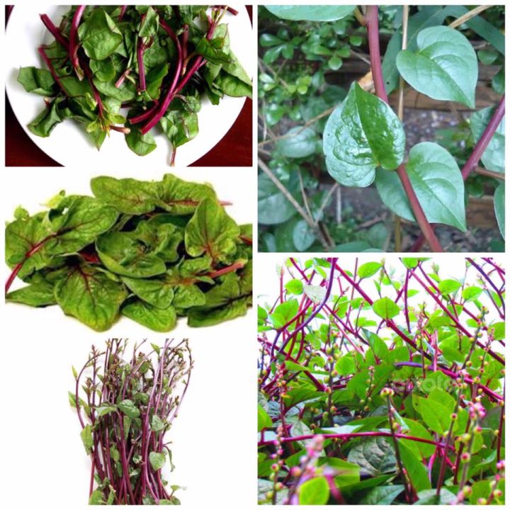 Red Alugbati Vine Vegetable Plant 20 seeds | Lazada PH