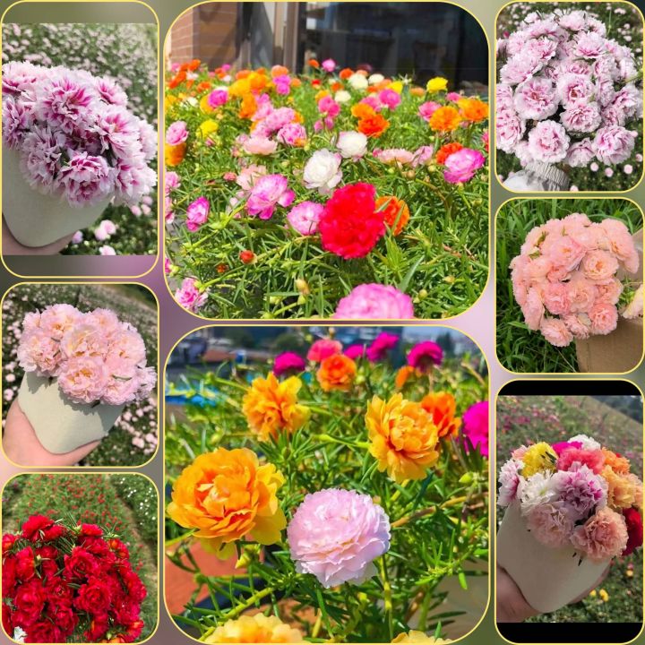 10 Keratan Bunga Rose Jepun Rose Flowers Japanese Rose cuttings 日本玫瑰花 ...