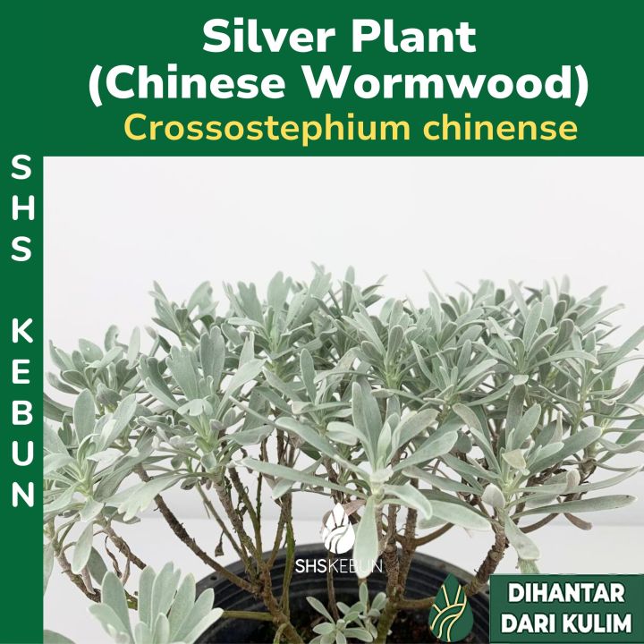 Pokok Crossostephium Chinense Wormwood Plant Silver Plant Live Plant ...