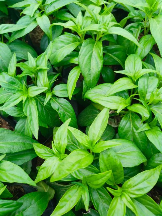 Serpentina (Herb Plant) with FREE garden soil, plastic pot and marble ...