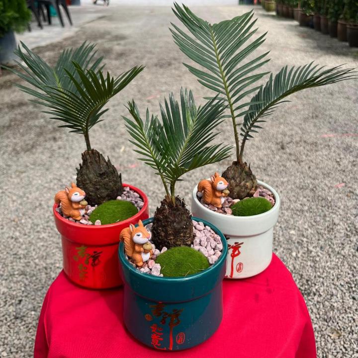 90s Greenovation CNY 2025 Zen-inspired Garden Cycas Bonsai Pot 新年铁树套装 ...