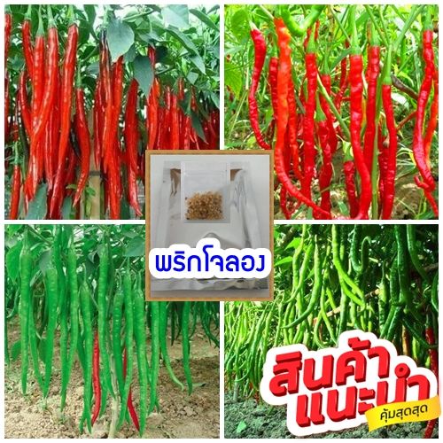 (ซื้อ 3 แถม1) เมล็ดพริกโจลอง พริกยาวๆ ต้นเตี้ย รสชาติเผ็ด จำนวน 400 ...