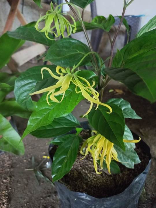 ILANG ILANG PLANT YLANG YLANG PLANTS OR PERFUME TREE CANANGA ODORATA ...