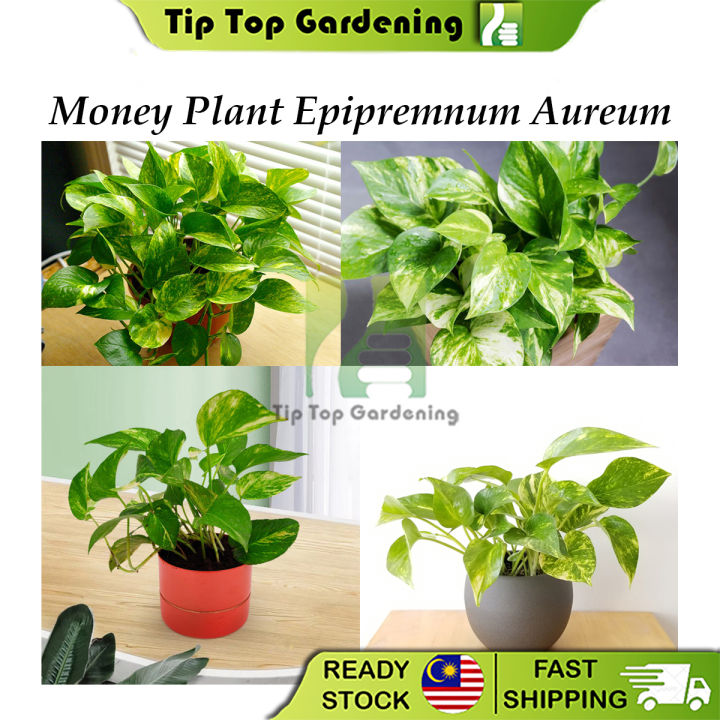 Real Live Plant Indoor Money Plant Epipremnum Aureum Pokok Hidup 绿萝 万年青 ...