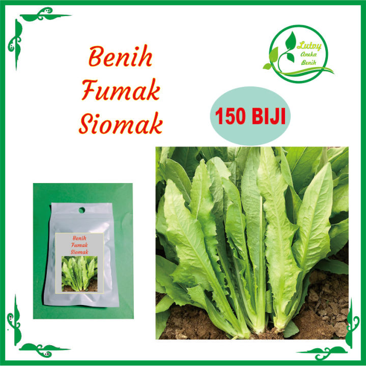 BENIH SAYUR FUMAK ISI 150 BIJI | Lazada Indonesia