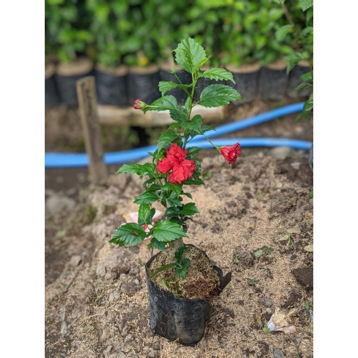 Tanaman Hias Bunga sepatu merah Bali / pucuk arjuna - PlantsTara ...