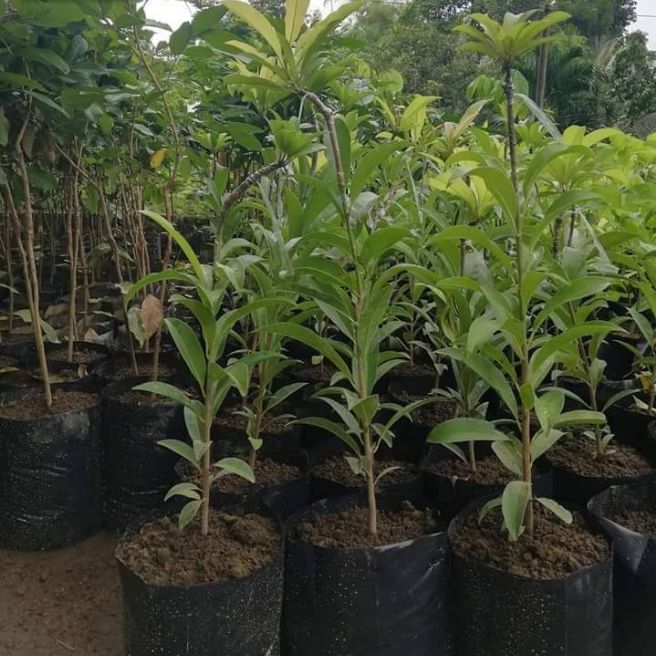 Chico Seedling Plant | Lazada PH