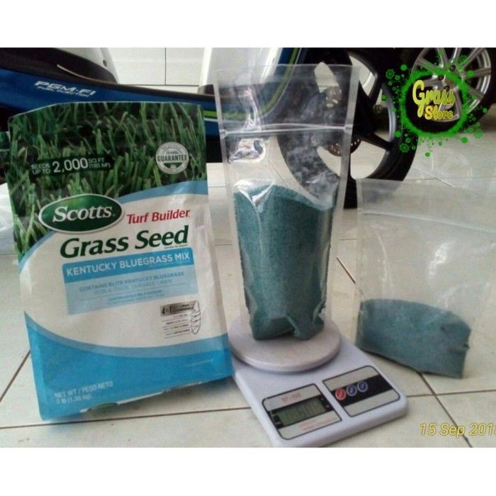 benih rumput swiss 25g - biji rumput swiss - bibit rumput swiss ...